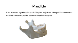 Skull and Mandible (2).pptx