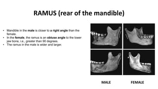 Skull and Mandible (2).pptx