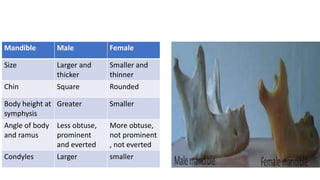 Skull and Mandible (2).pptx