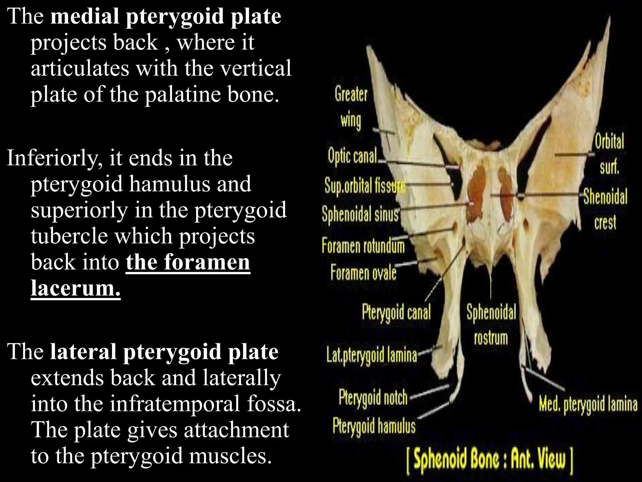 Anatomy of Skullbase | PPTX