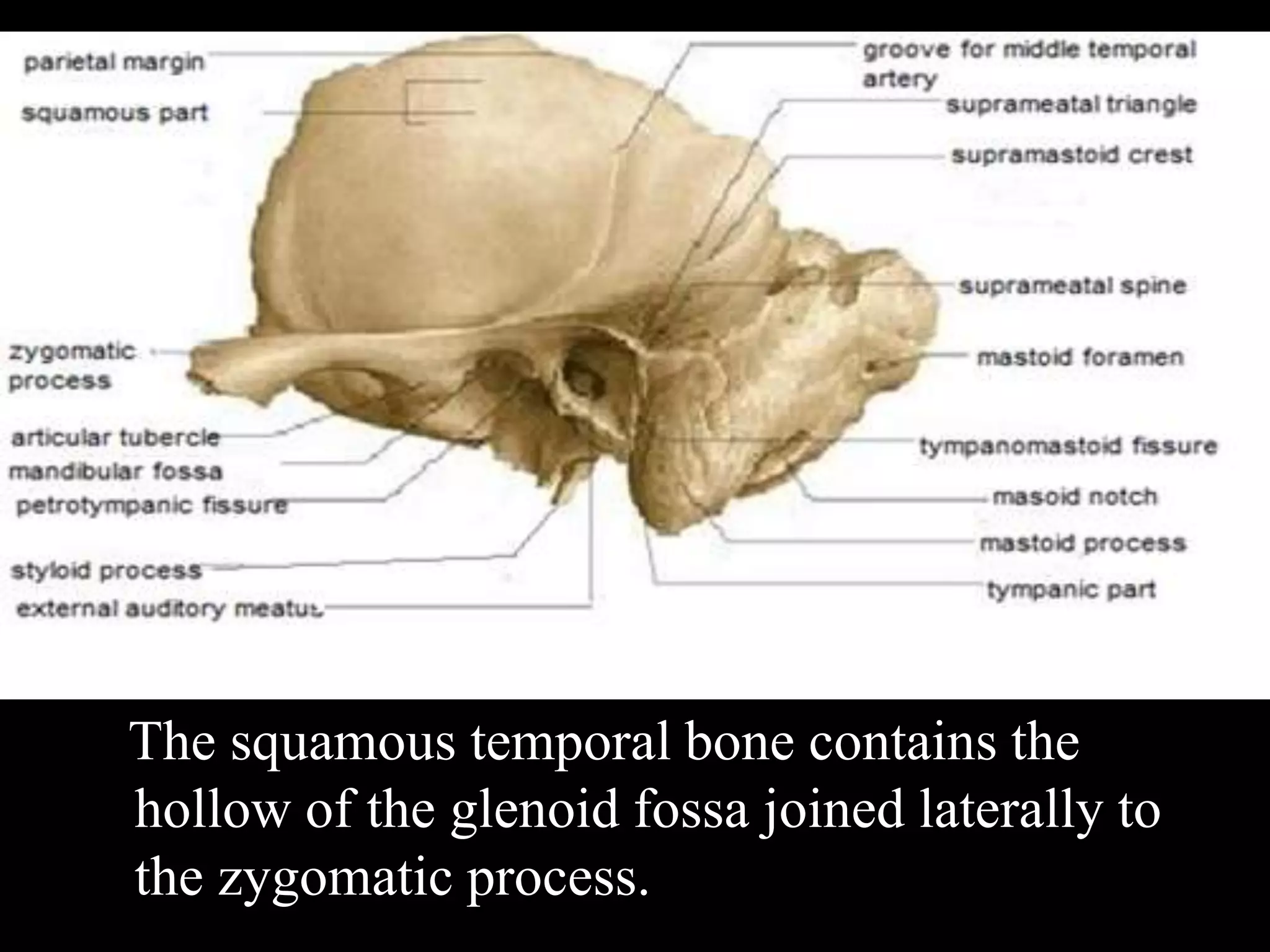 Anatomy of Skullbase | PPTX