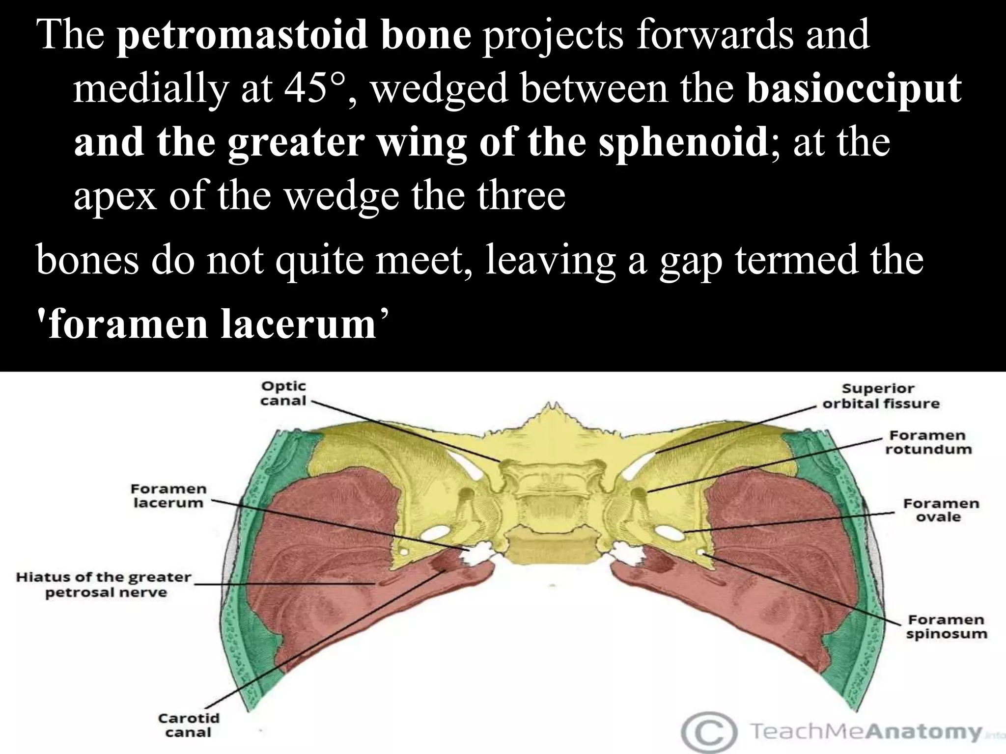 Anatomy of Skullbase | PPTX