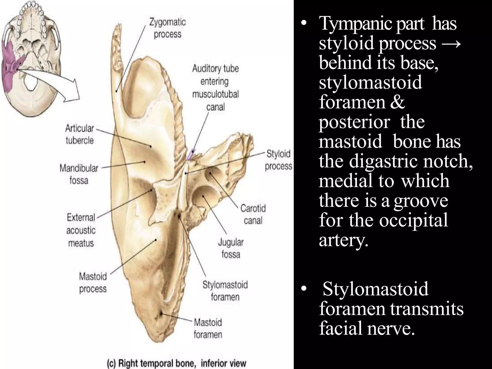 Anatomy of Skullbase | PPTX