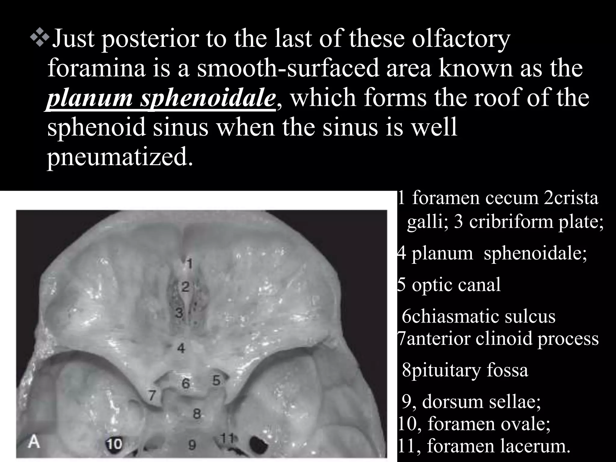 Anatomy of Skullbase | PPTX