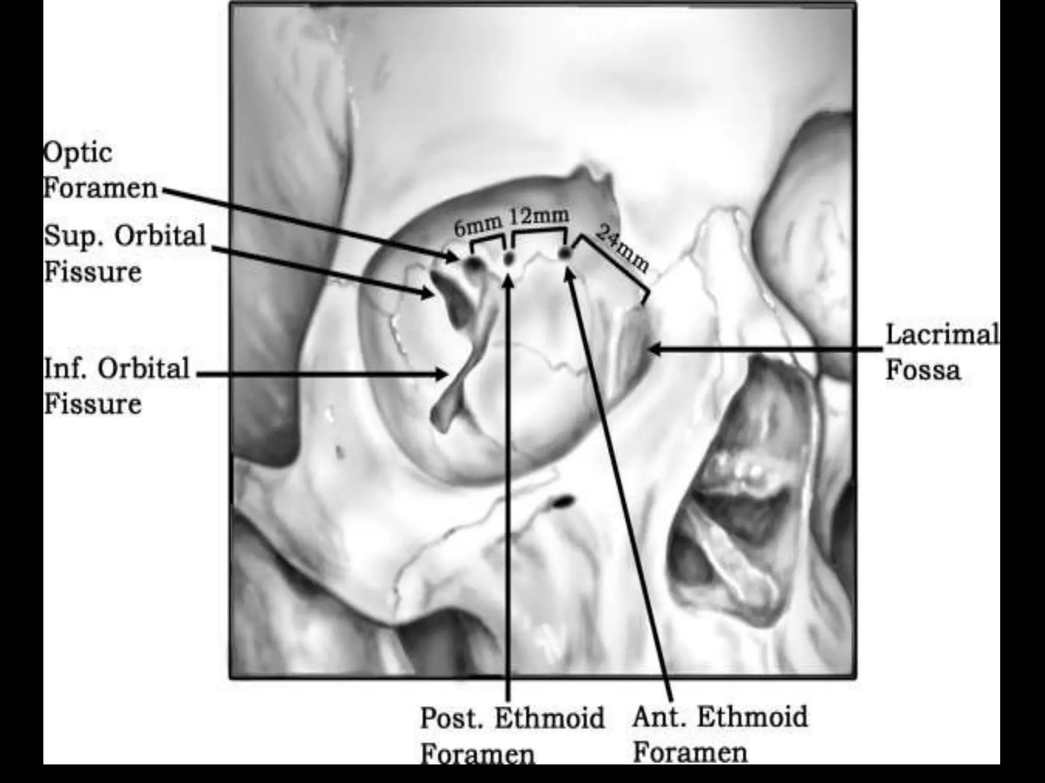 Anatomy of Skullbase | PPTX