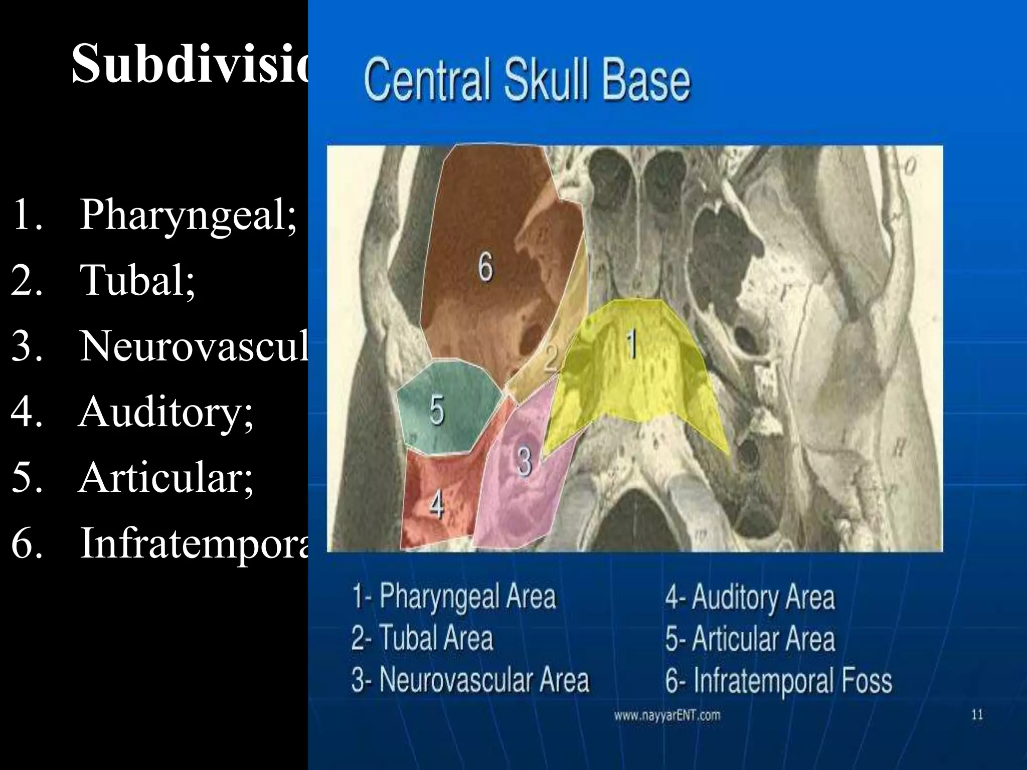 Anatomy of Skullbase | PPTX