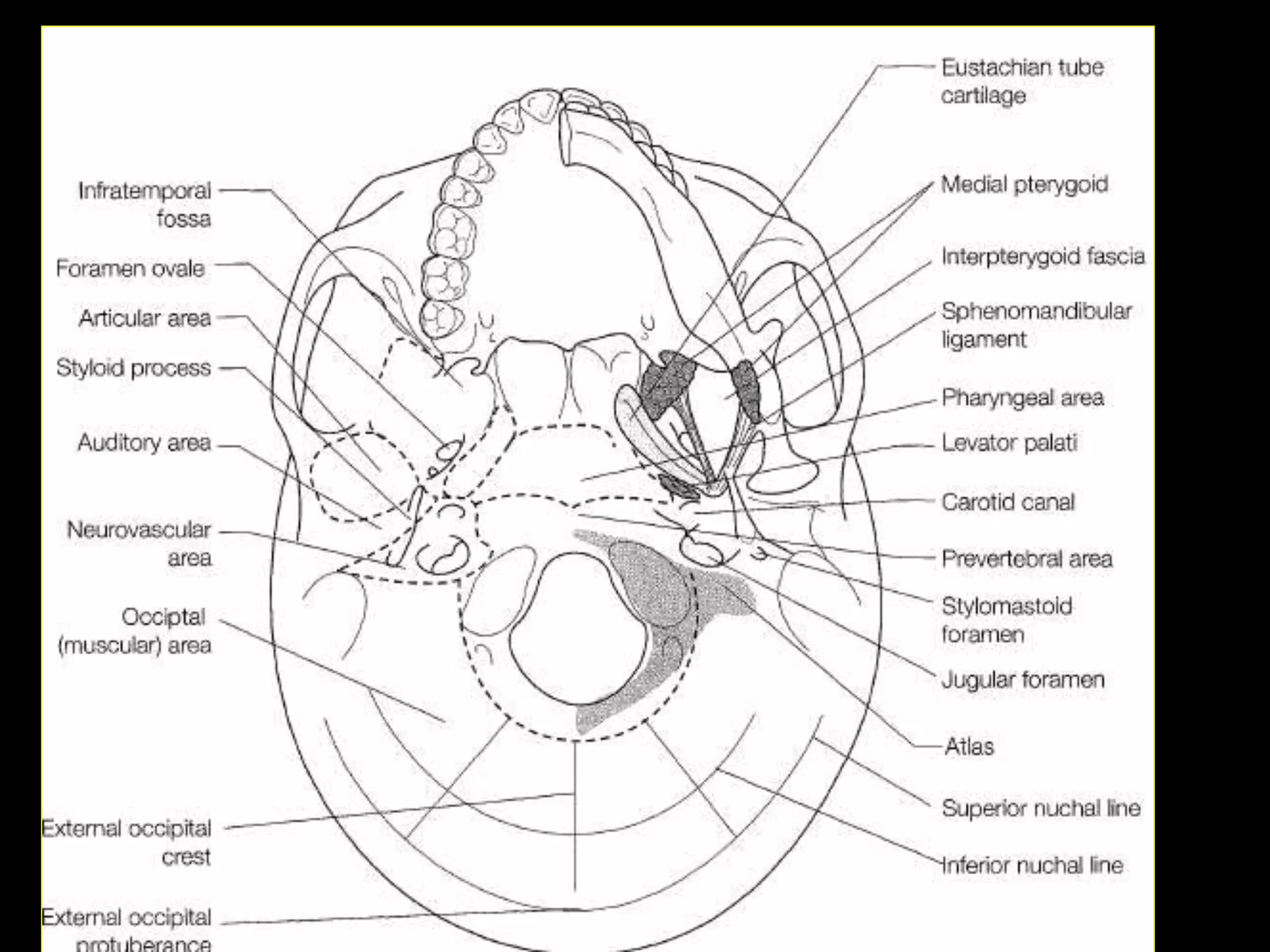 Anatomy of Skullbase | PPTX