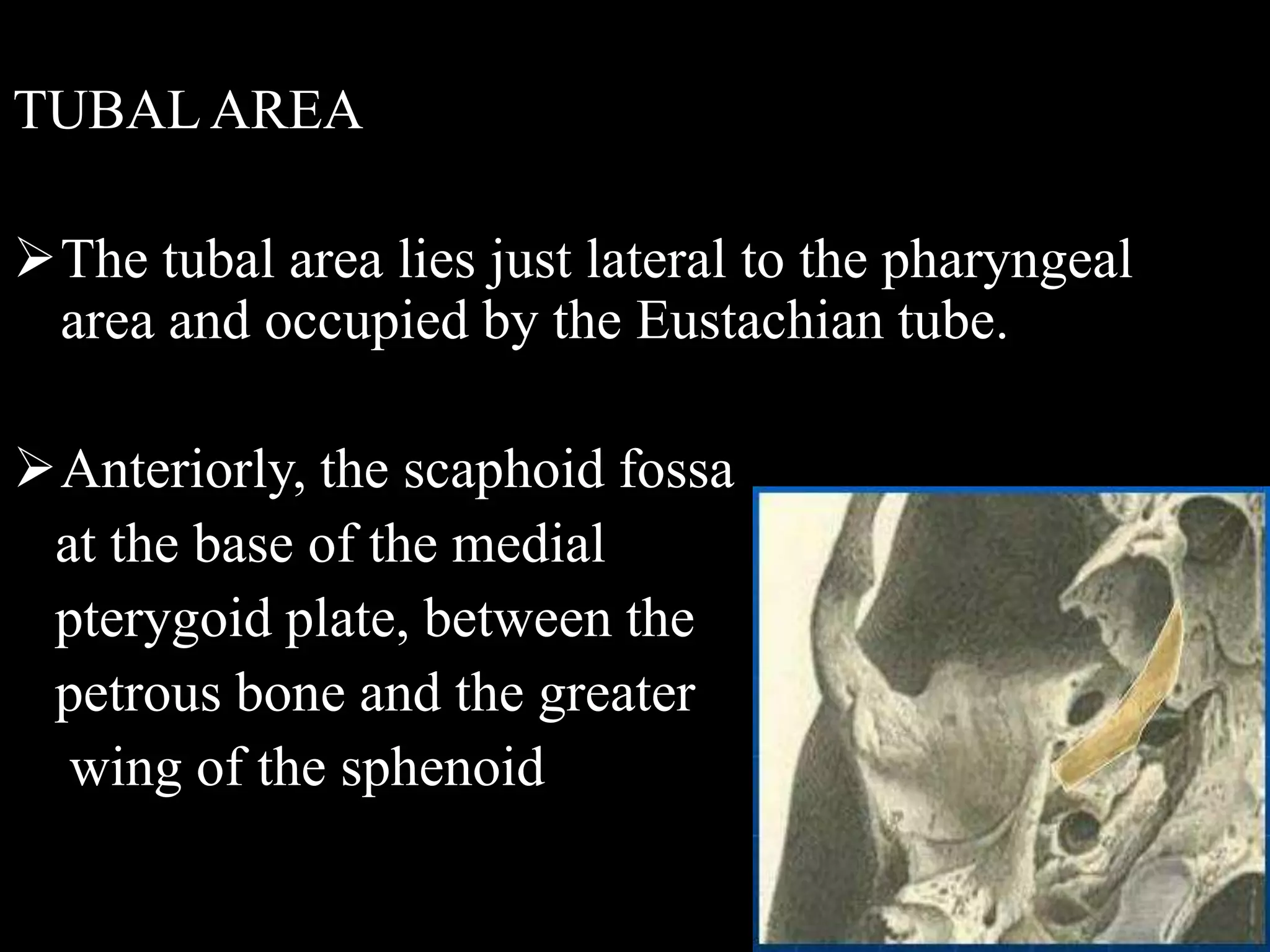 Anatomy of Skullbase | PPTX