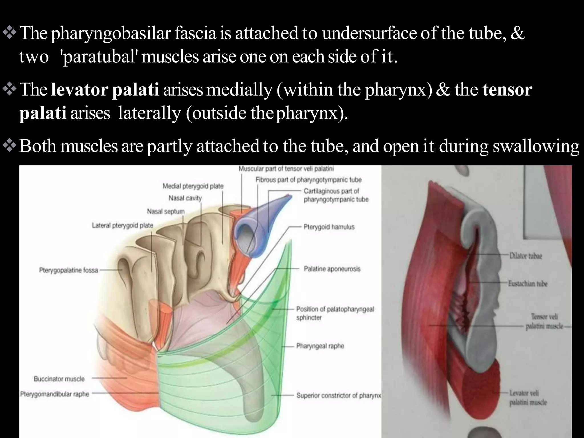 Anatomy of Skullbase | PPTX | Death, Injury, or Military Conflict ...
