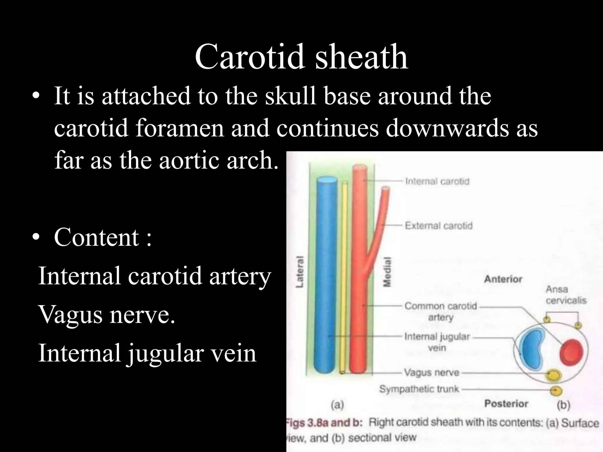 Anatomy of Skullbase | PPTX