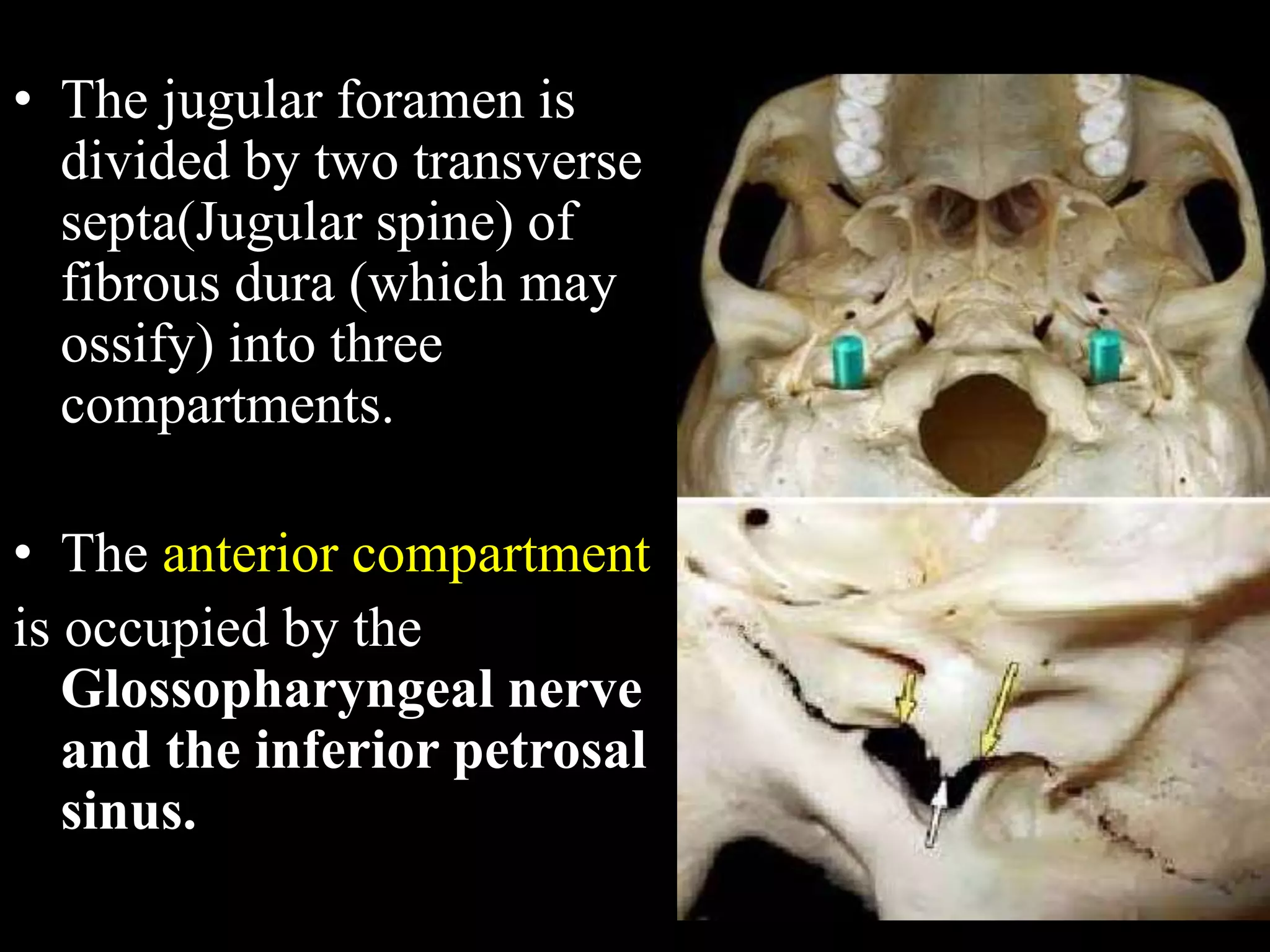 Anatomy of Skullbase | PPTX