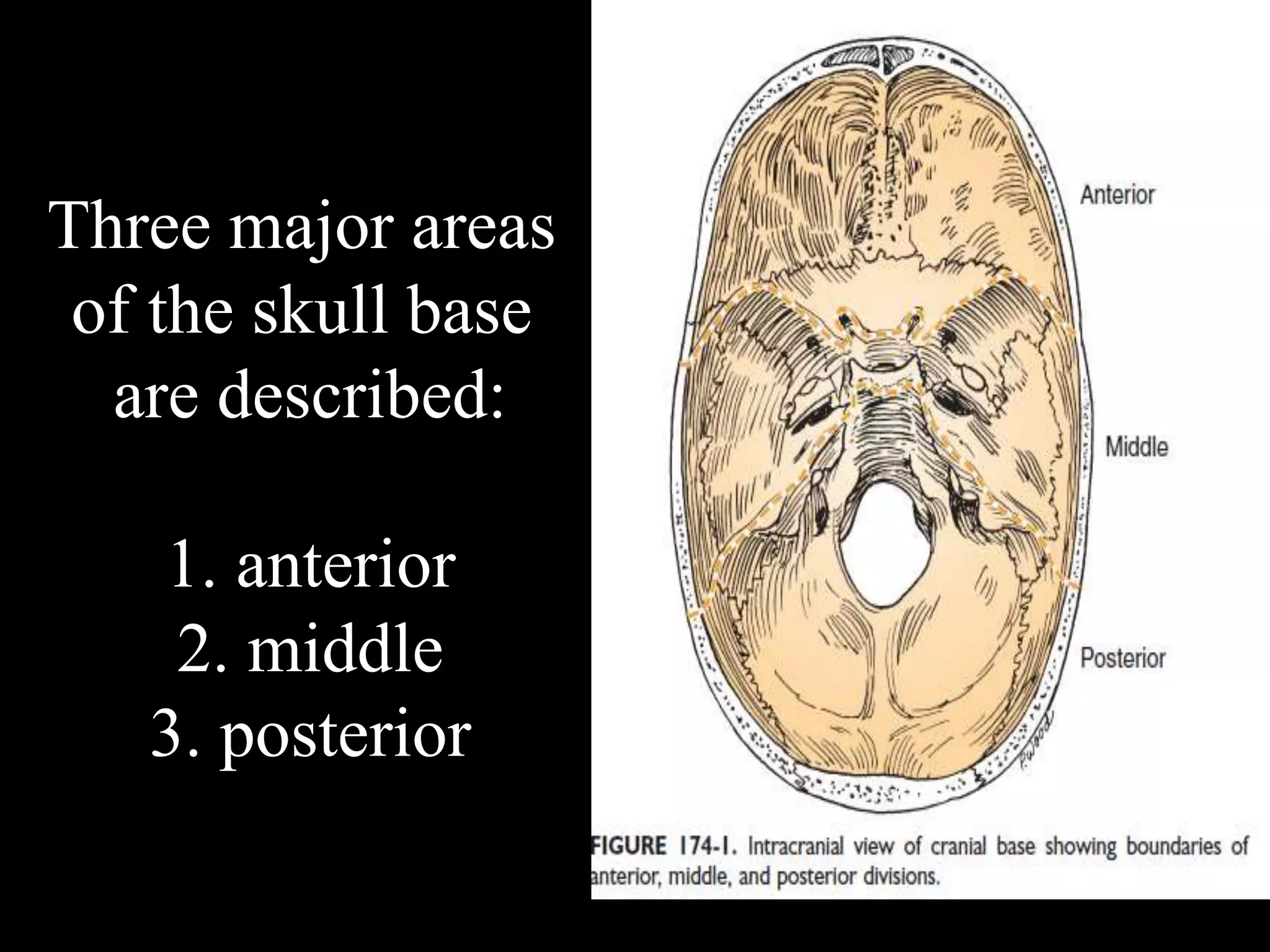 Anatomy of Skullbase | PPTX