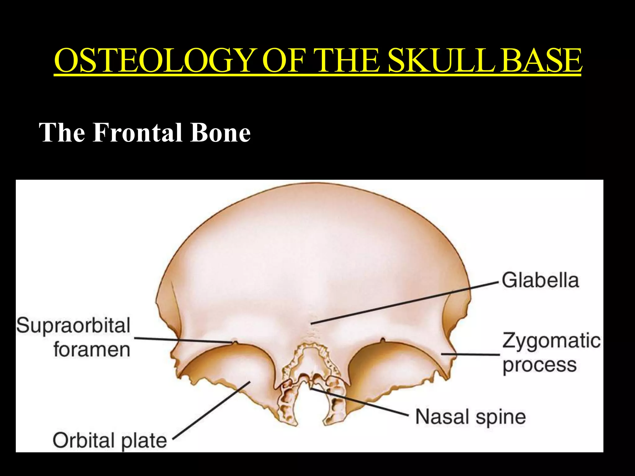 Anatomy of Skullbase | PPTX