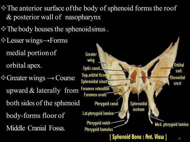 Anatomy of Skullbase | PPTX | Death, Injury, or Military Conflict ...