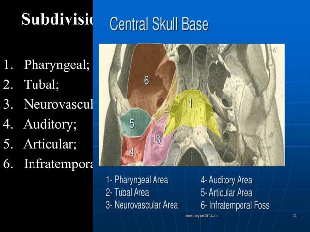 Anatomy of Skullbase | PPTX | Death, Injury, or Military Conflict ...