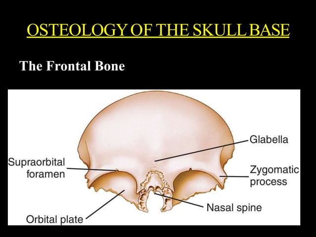 Anatomy of Skullbase | PPTX | Death, Injury, or Military Conflict ...