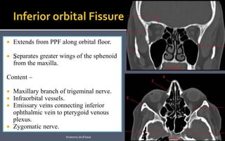 Skull base : Development and anatomy. | PPT