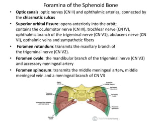 Skull base anatomy.pptx