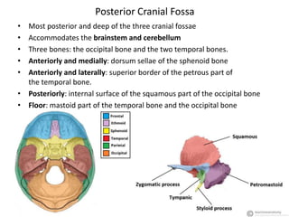 Skull base anatomy.pptx