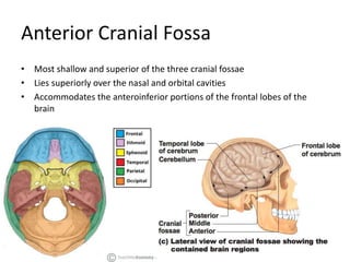 Skull base anatomy.pptx