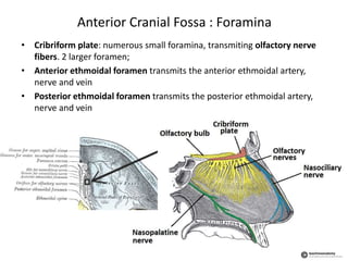 Skull base anatomy.pptx