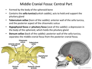 Skull base anatomy.pptx