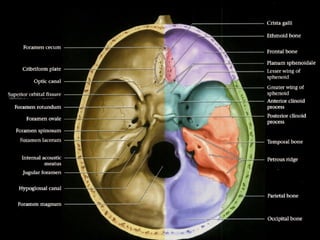 SKULL BASE OVERVIEW anatomy anteroir middle and posterior | PPT