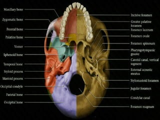 SKULL BASE OVERVIEW anatomy anteroir middle and posterior | PPTX