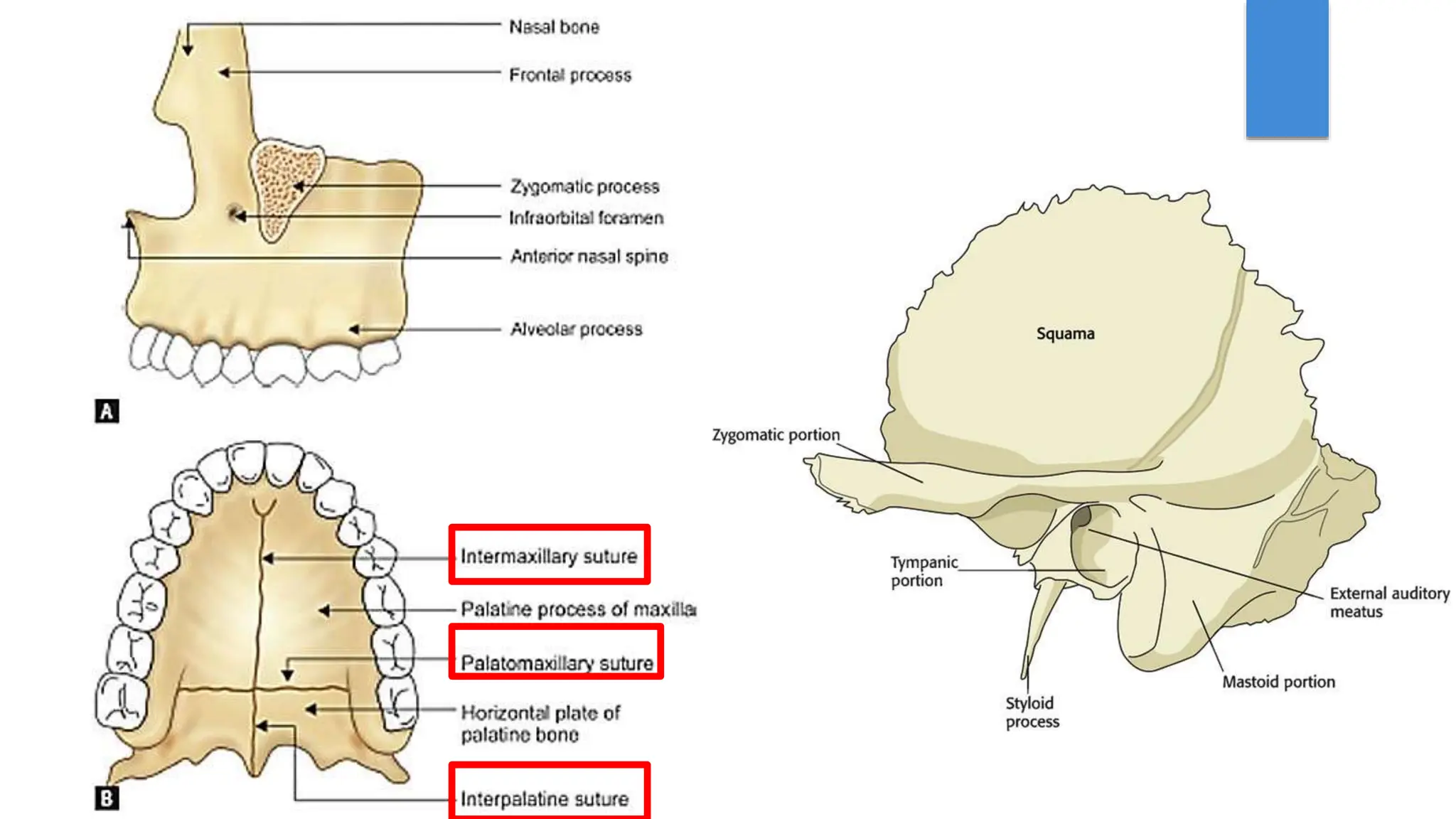 SKULL, Norma Frontalis, Lateralis, Basalis, Verticalis, Occipitalis ...