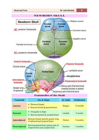 Skull anatomy , Dr Adel Bondok, Page 1-13.pdf