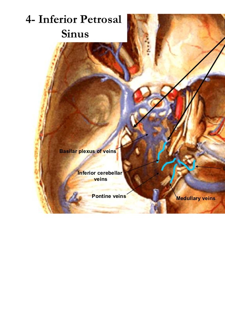Skull, dura & sinuses