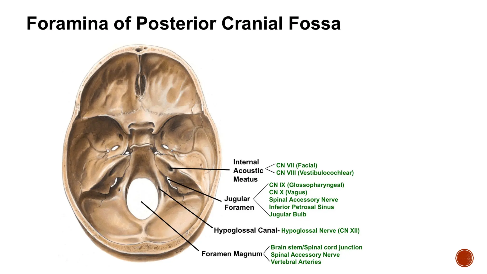 Skull bone Foramen and its contents.pptx