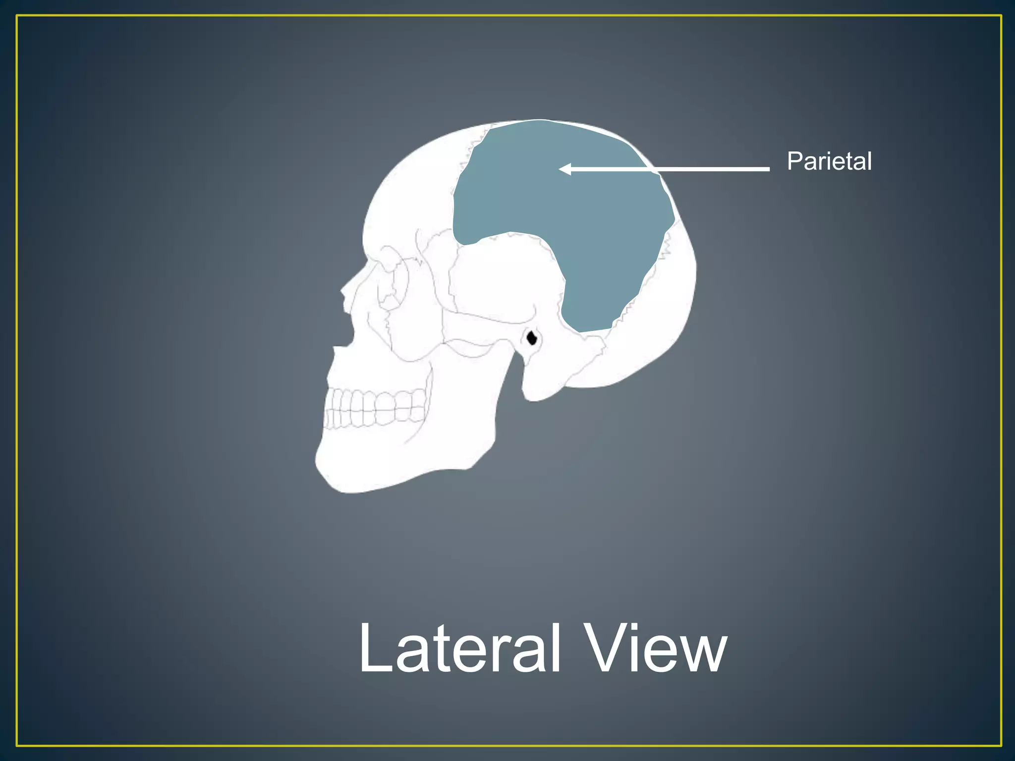 Skull fractures | PPTX