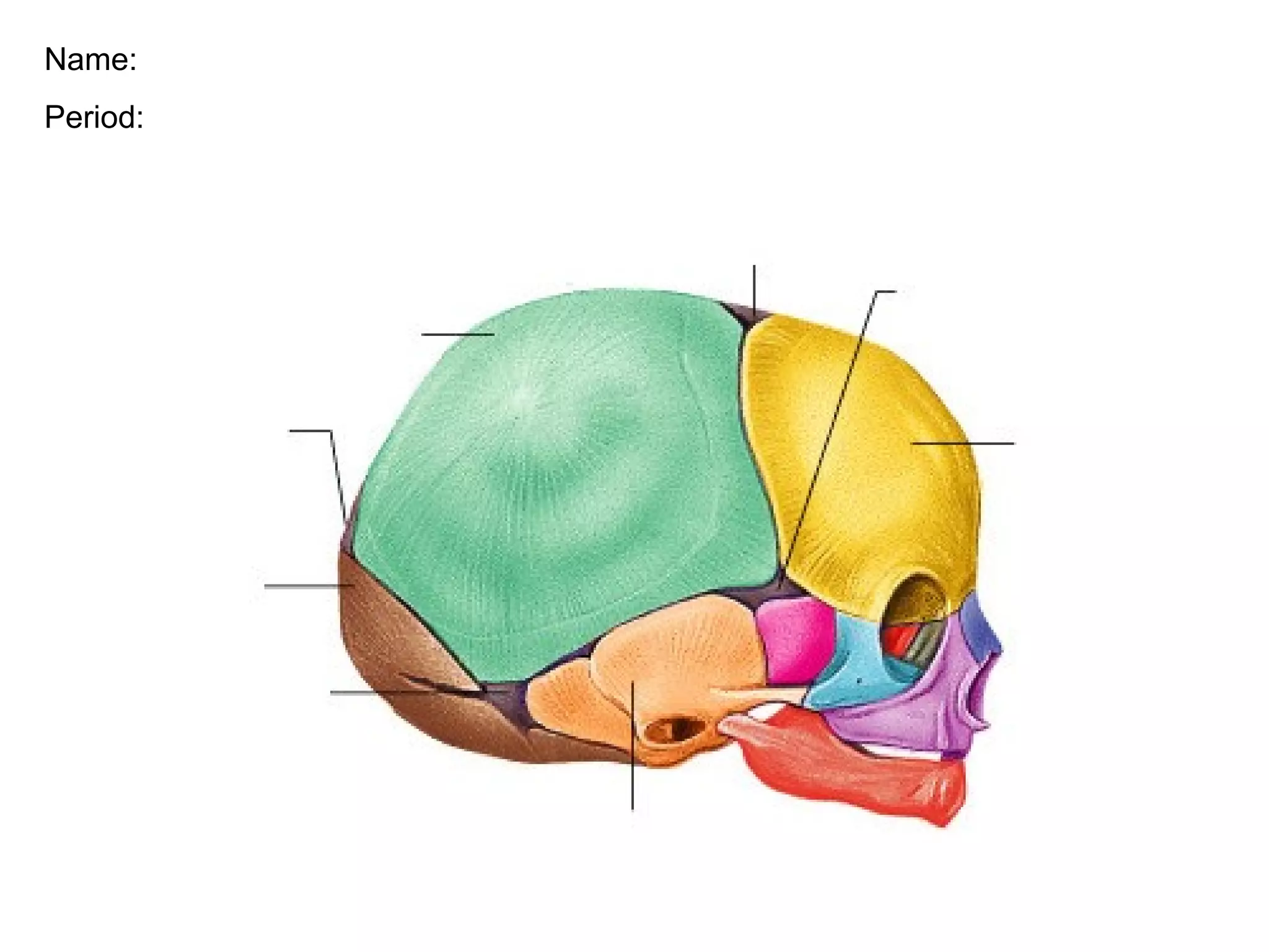 Skull lab | PPT | Geology | Science