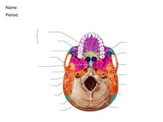 Skull lab | PPT | Geology | Science