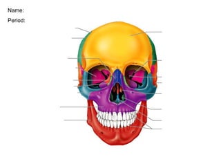 Skull lab | PPT