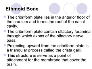 Skull, neck and muscle | PPT
