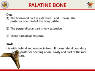 Skull of animals in veterinary medicine | PPTX