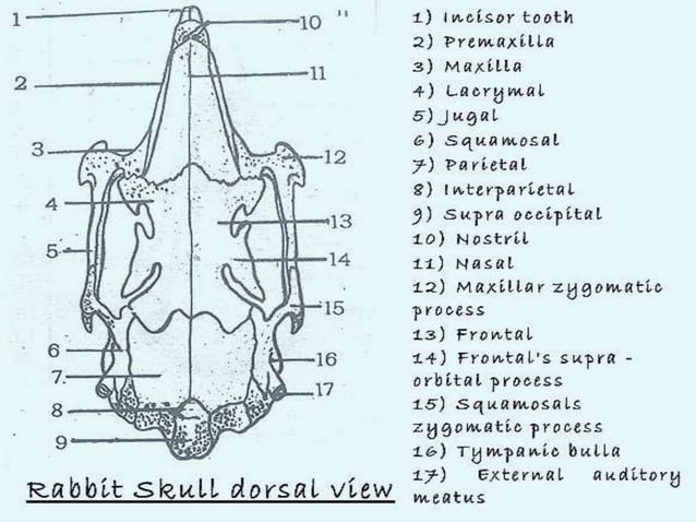 Skull of rabbit