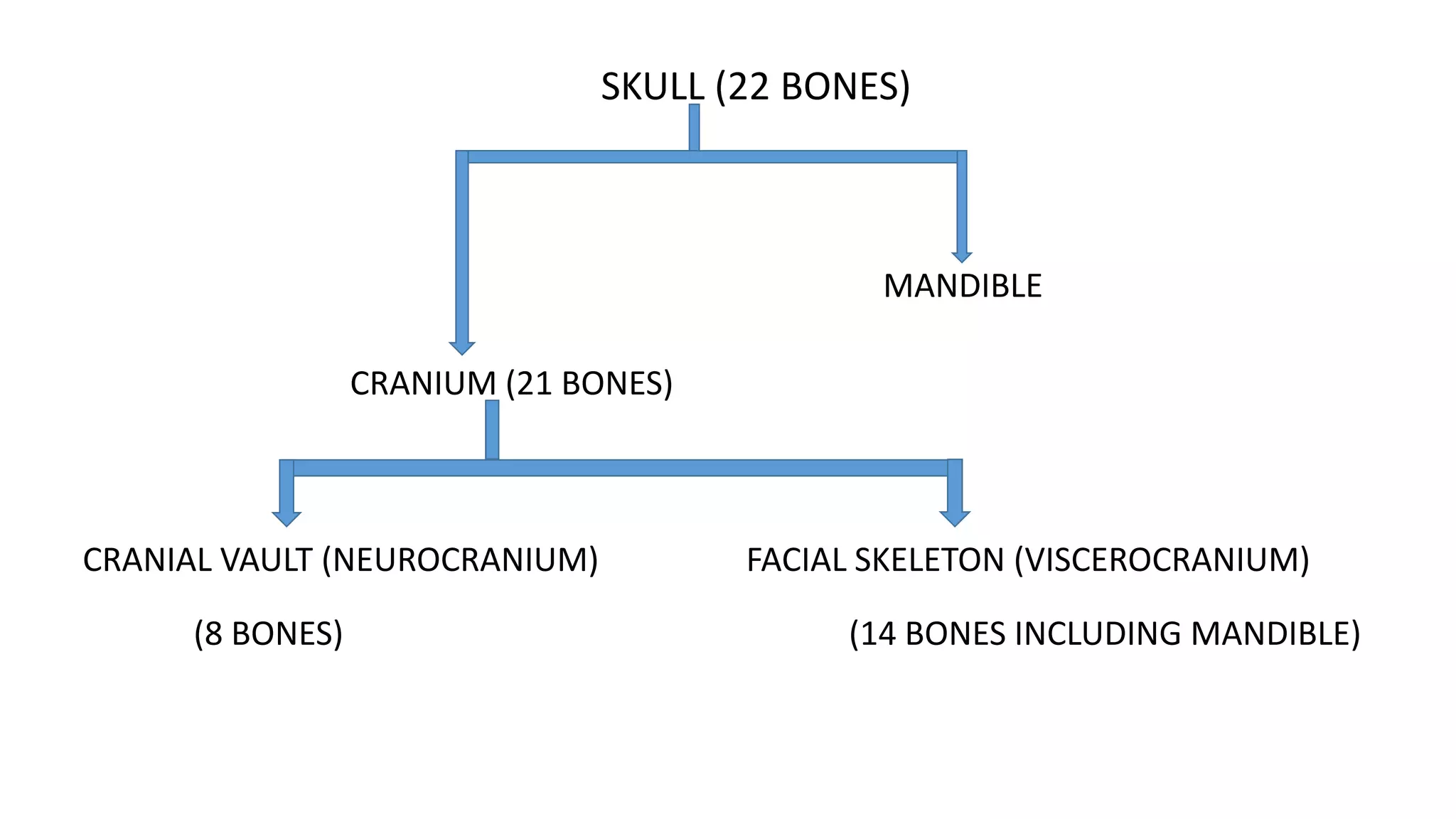 Skull,orbit temporal bones,facial bones,paranasal sinuses,mandible and ...