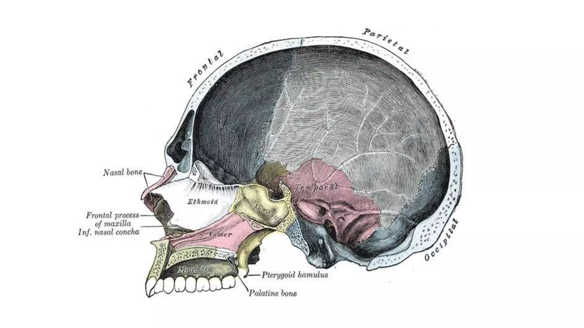 Skull,orbit temporal bones,facial bones,paranasal sinuses,mandible and ...