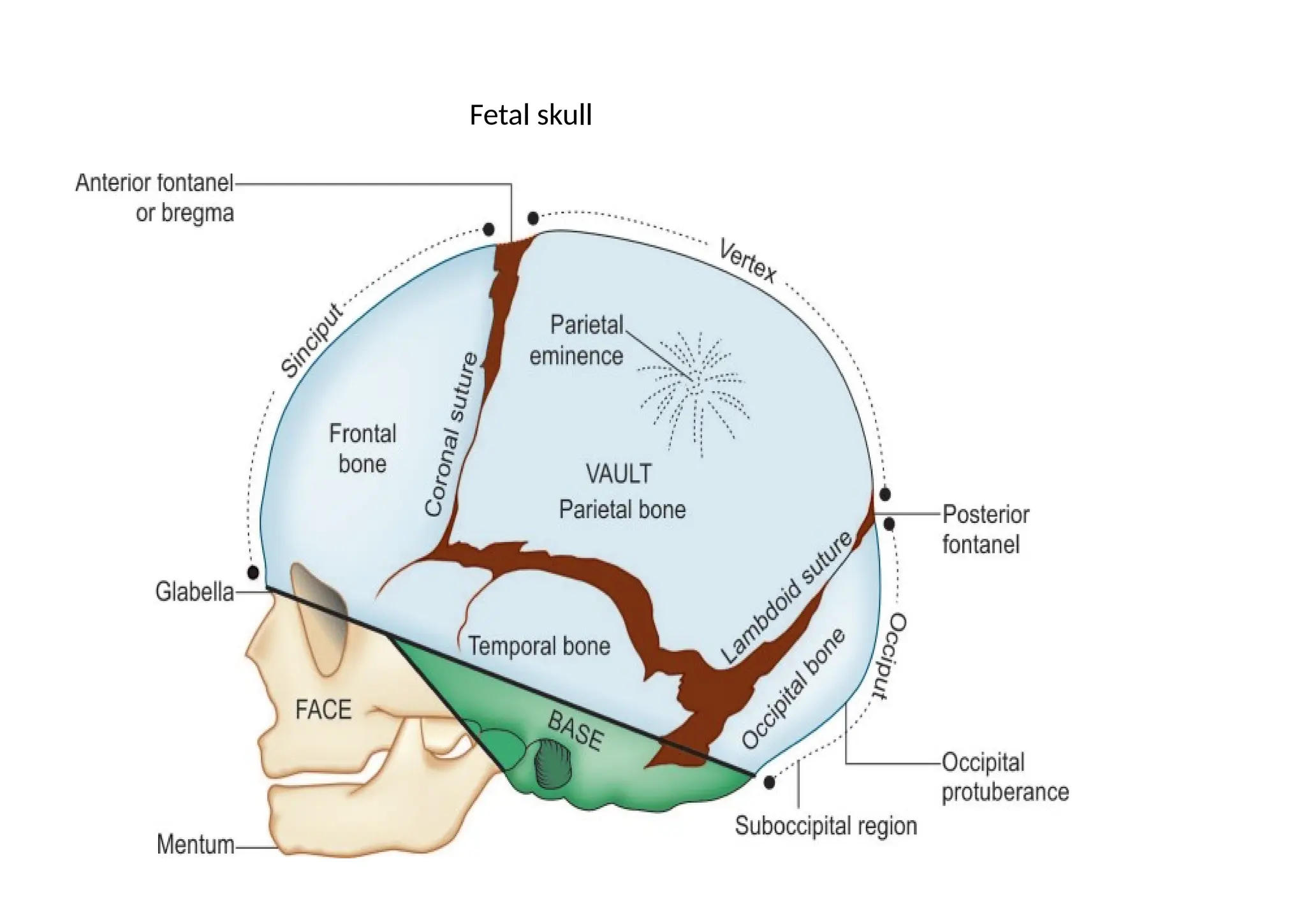 Skull Pelvis Pelvimetry Mechanism Of Labor Class By Dr Bade Prasanna Pptx