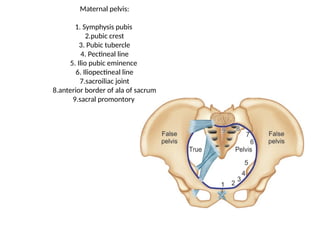 skull pelvis pelvimetry mechanism of labor class by Dr Bade Prasanna.pptx