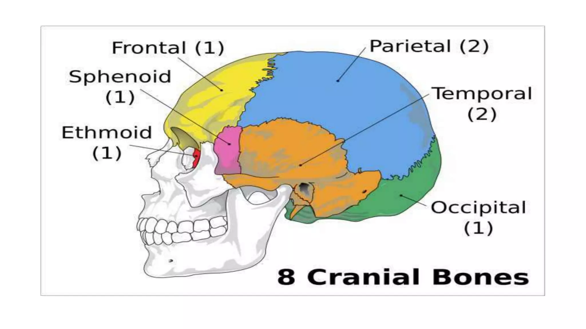 Skull positioning by a.s kannan | PPTX