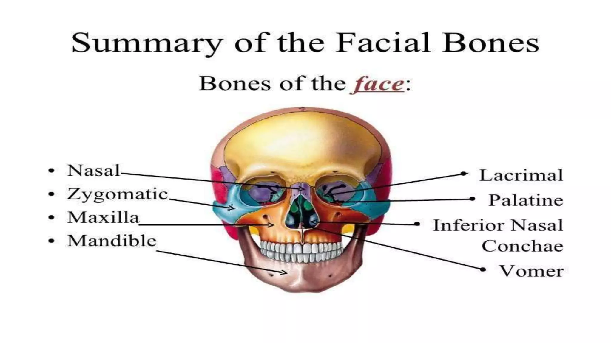 Skull positioning by a.s kannan | PPTX