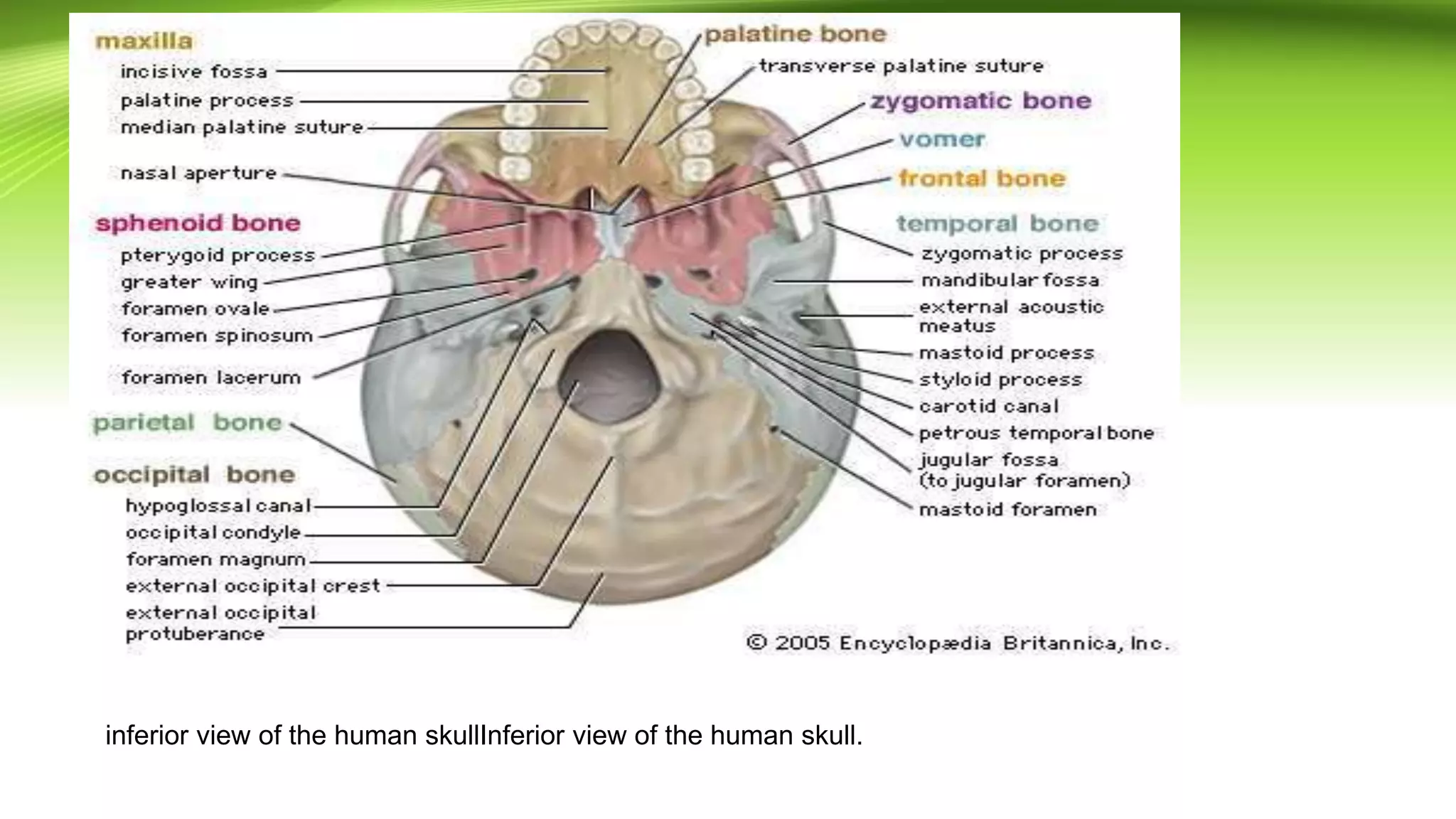 Comparative account of skull | PPTX | Death, Injury, or Military ...