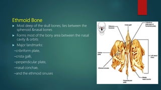 Skull radiography by sandesh Magar | PPTX