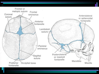 Skull radiography | PPTX