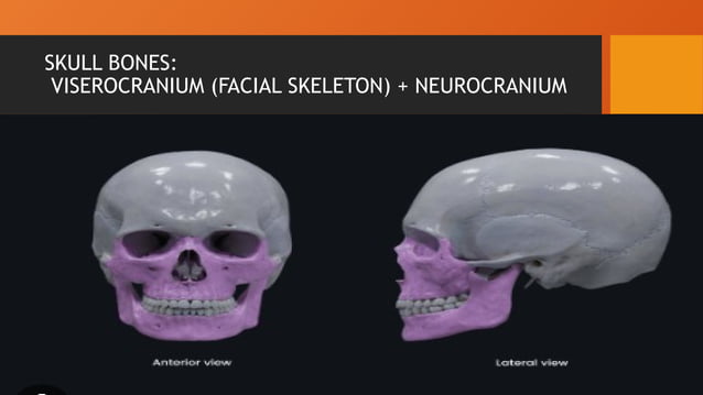 SKULL SECTION 1 ( NORMA FRONTALIS AND OCCIPITALIS).pptx