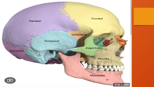 SKULL SECTION 1 ( NORMA FRONTALIS AND OCCIPITALIS).pptx